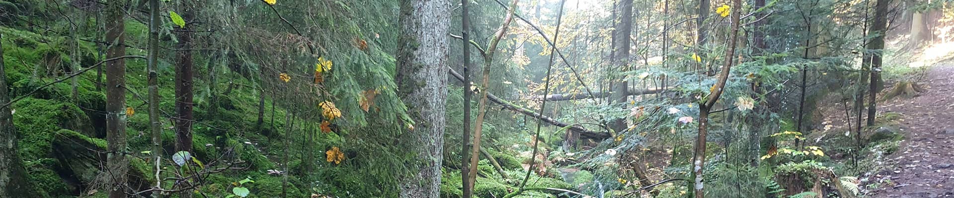 1-WildHunterGermany – Wild Hunter Germany